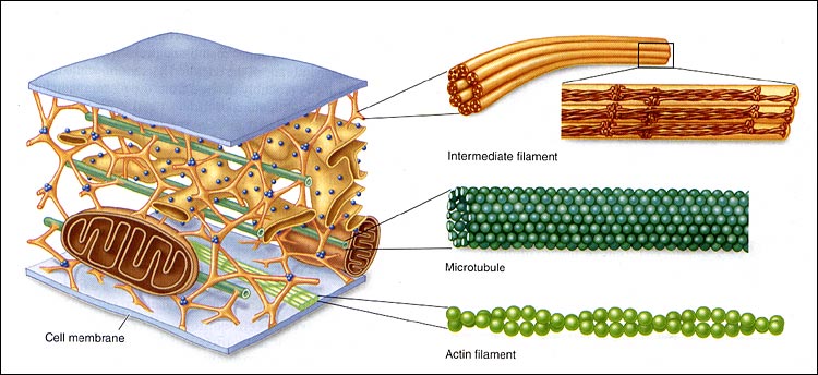 Lección 8.1: Citoplasma y orgánulos no membranosos – BIOLOCUS